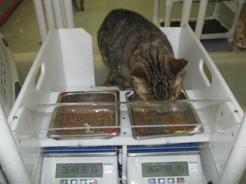 Pet Food Animal Testing – Truth about Pet Food