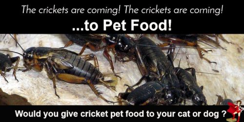 It’s Coming…Pet Food made with Crickets – Truth about Pet Food