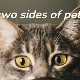 The Disgusting Truth of Rendered Pet Food Ingredients – Truth about Pet ...